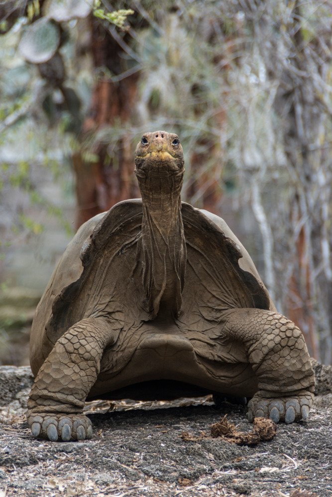 Tortugas gigantes extintas en Galápagos serán recuperadas
